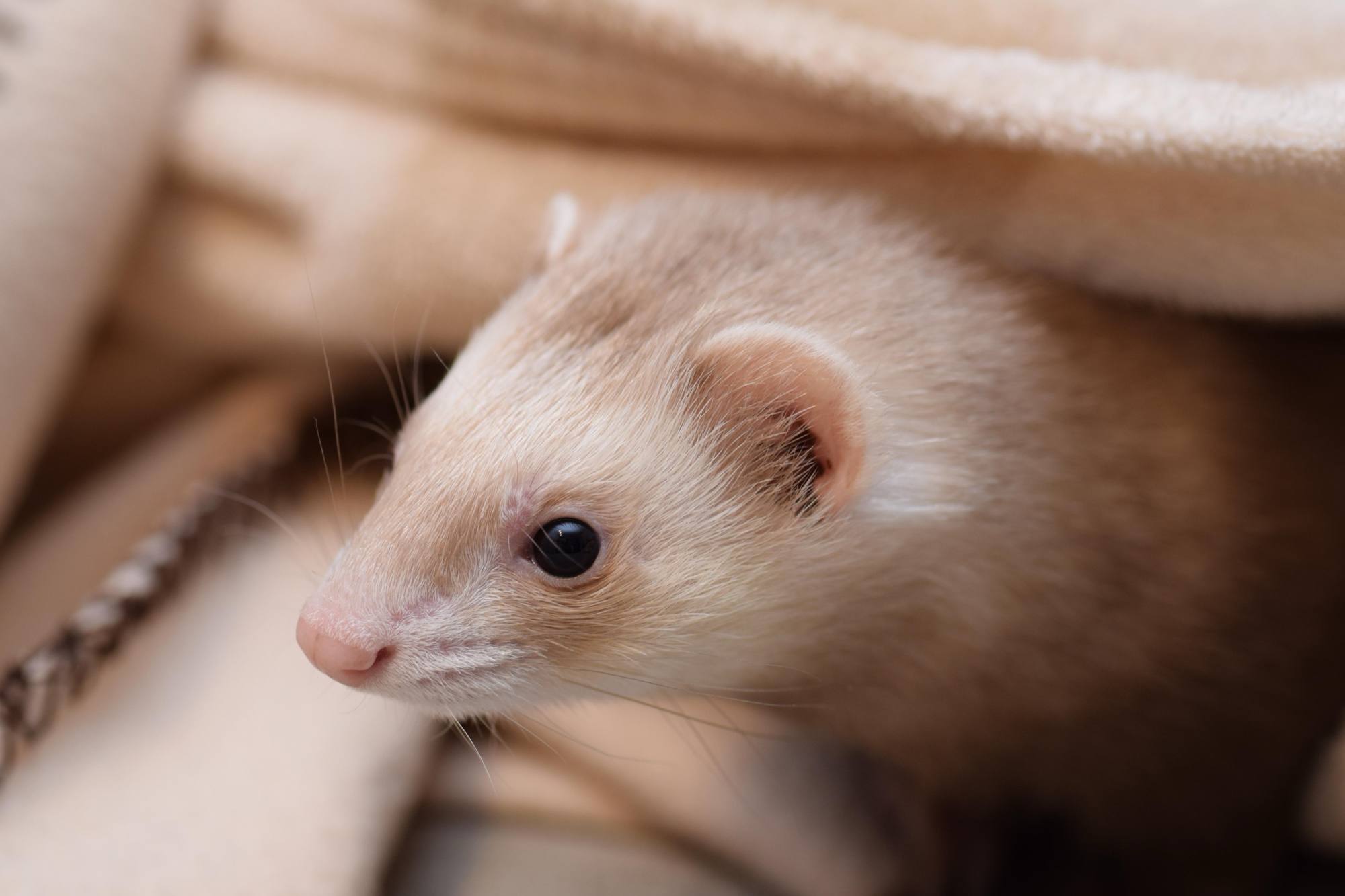 Domestic Ferret Care UK | Habitat, Diet & Legal Info